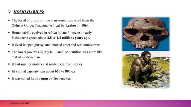 HUMAN EVOLUTION | PPTX | Geology | Science
