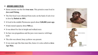 HUMAN EVOLUTION | PPTX