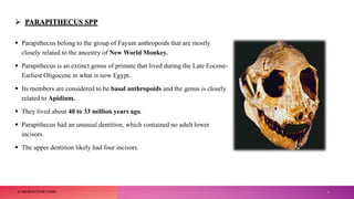 HUMAN EVOLUTION | PPTX | Geology | Science