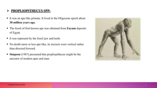 HUMAN EVOLUTION | PPTX | Geology | Science