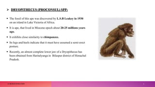 HUMAN EVOLUTION | PPTX | Geology | Science