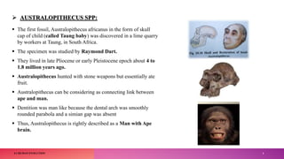 HUMAN EVOLUTION | PPTX | Geology | Science