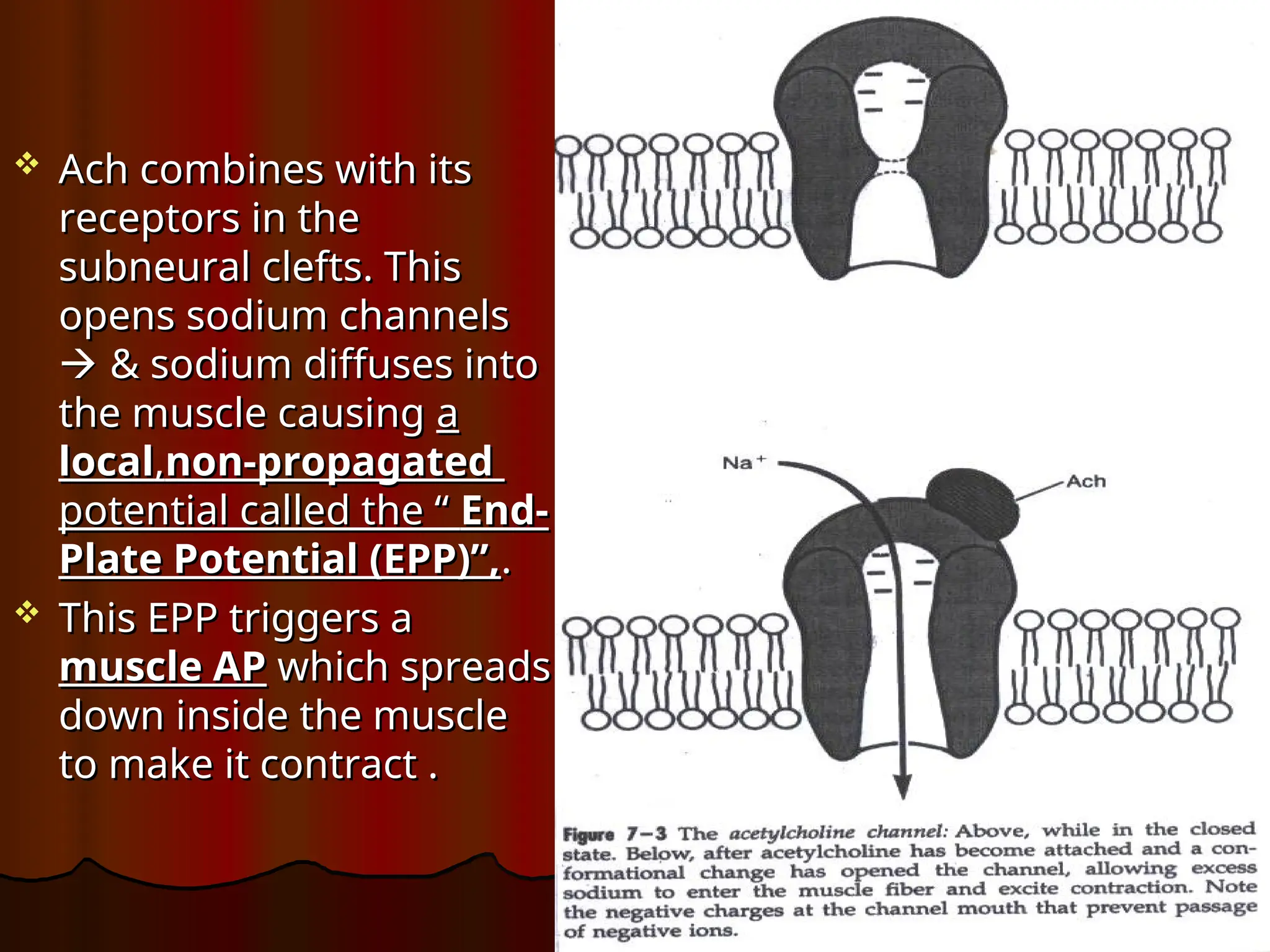 7&8- The Neuromuscular Junction & Physiology of Skeletal Muscle ...