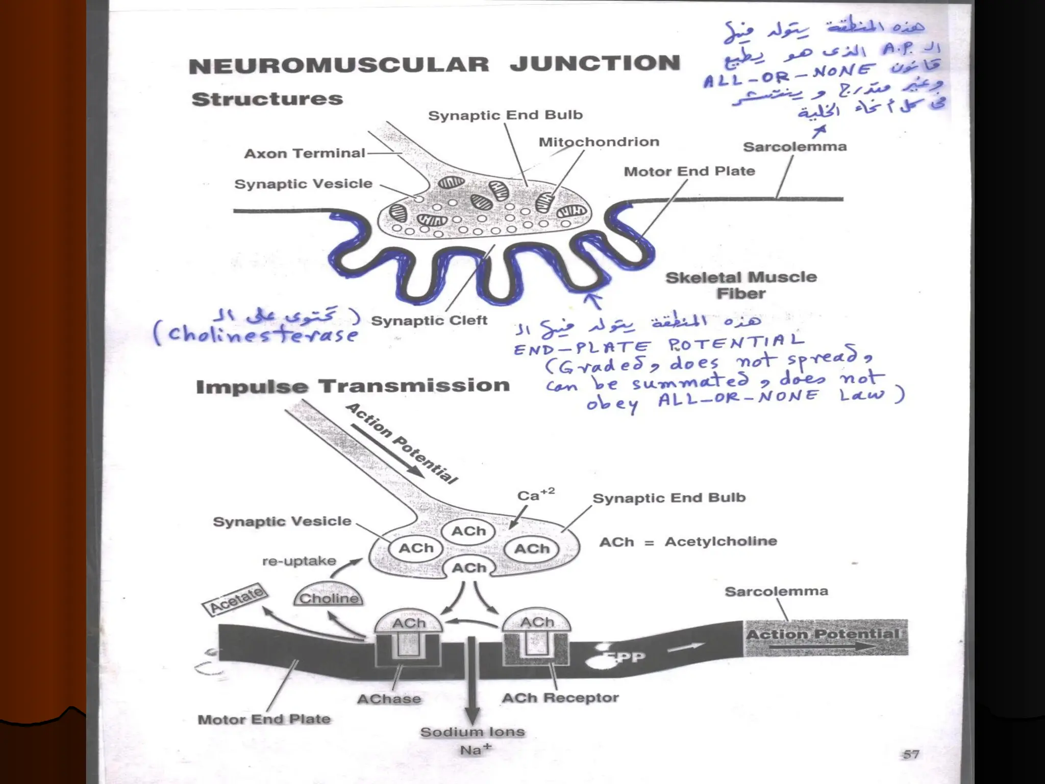 7&8- The Neuromuscular Junction & Physiology of Skeletal Muscle Contraction .ppt