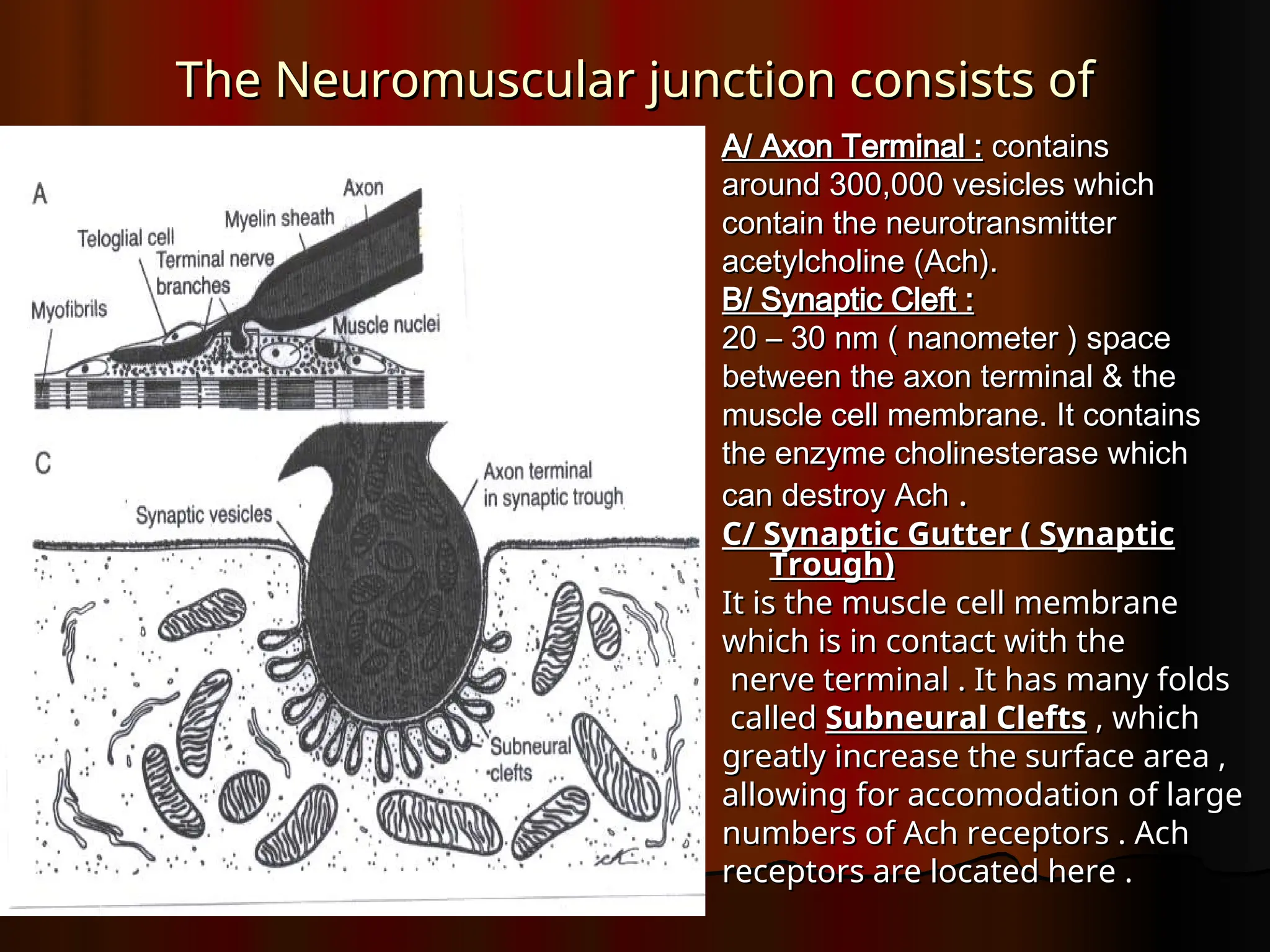 7&8- The Neuromuscular Junction & Physiology of Skeletal Muscle ...