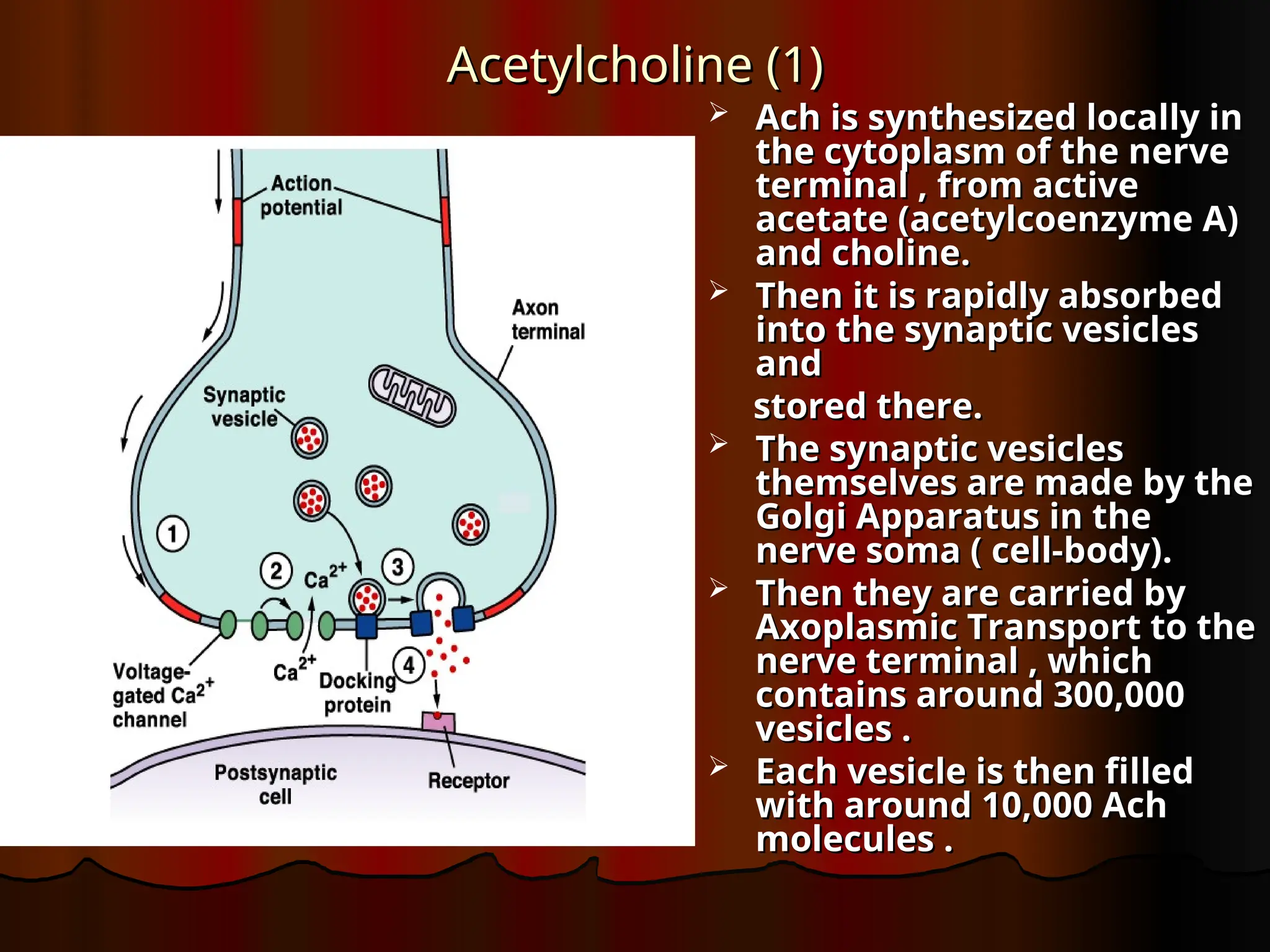 7&8- The Neuromuscular Junction & Physiology of Skeletal Muscle ...