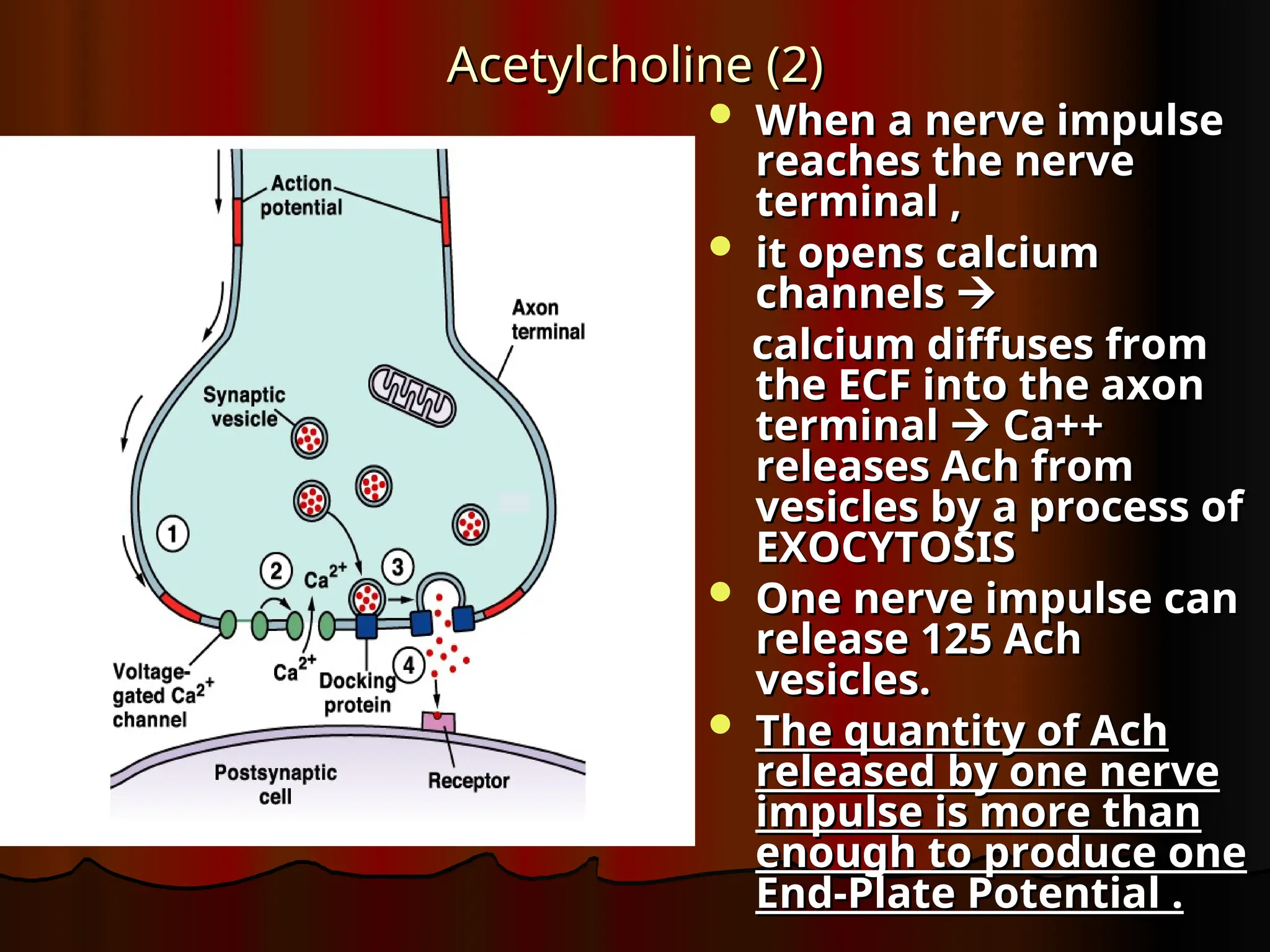 7&8- The Neuromuscular Junction & Physiology of Skeletal Muscle ...