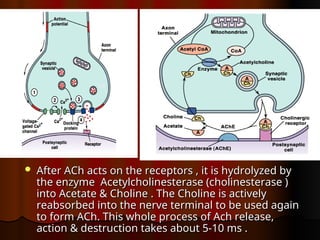7&8- The Neuromuscular Junction & Physiology of Skeletal Muscle ...