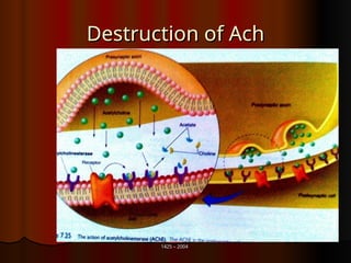 7&8- The Neuromuscular Junction & Physiology of Skeletal Muscle ...