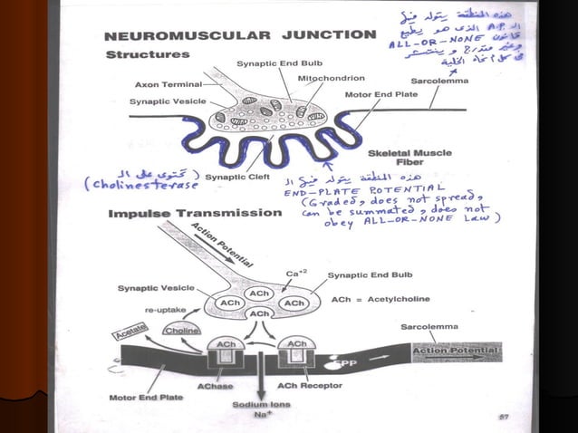 7&8- The Neuromuscular Junction & Physiology of Skeletal Muscle ...