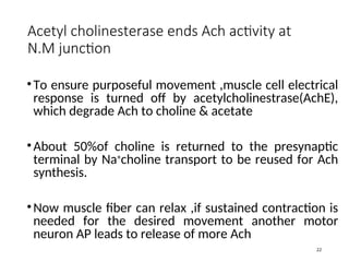 7&8- The Neuromuscular Junction & Physiology of Skeletal Muscle ...