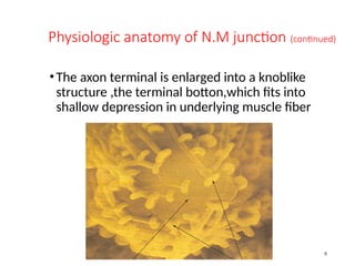 7&8- The Neuromuscular Junction & Physiology of Skeletal Muscle ...