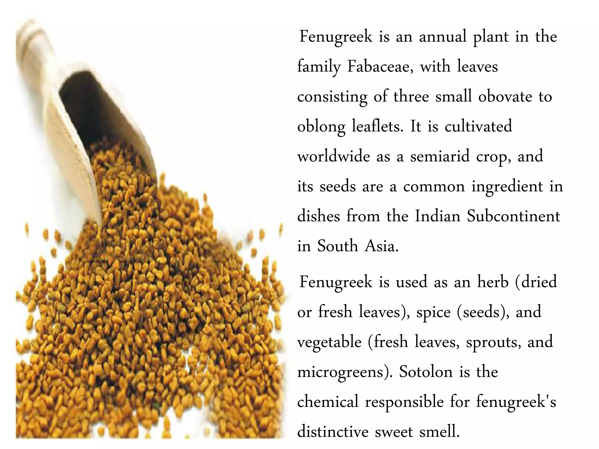 Fenugreek | PPTX