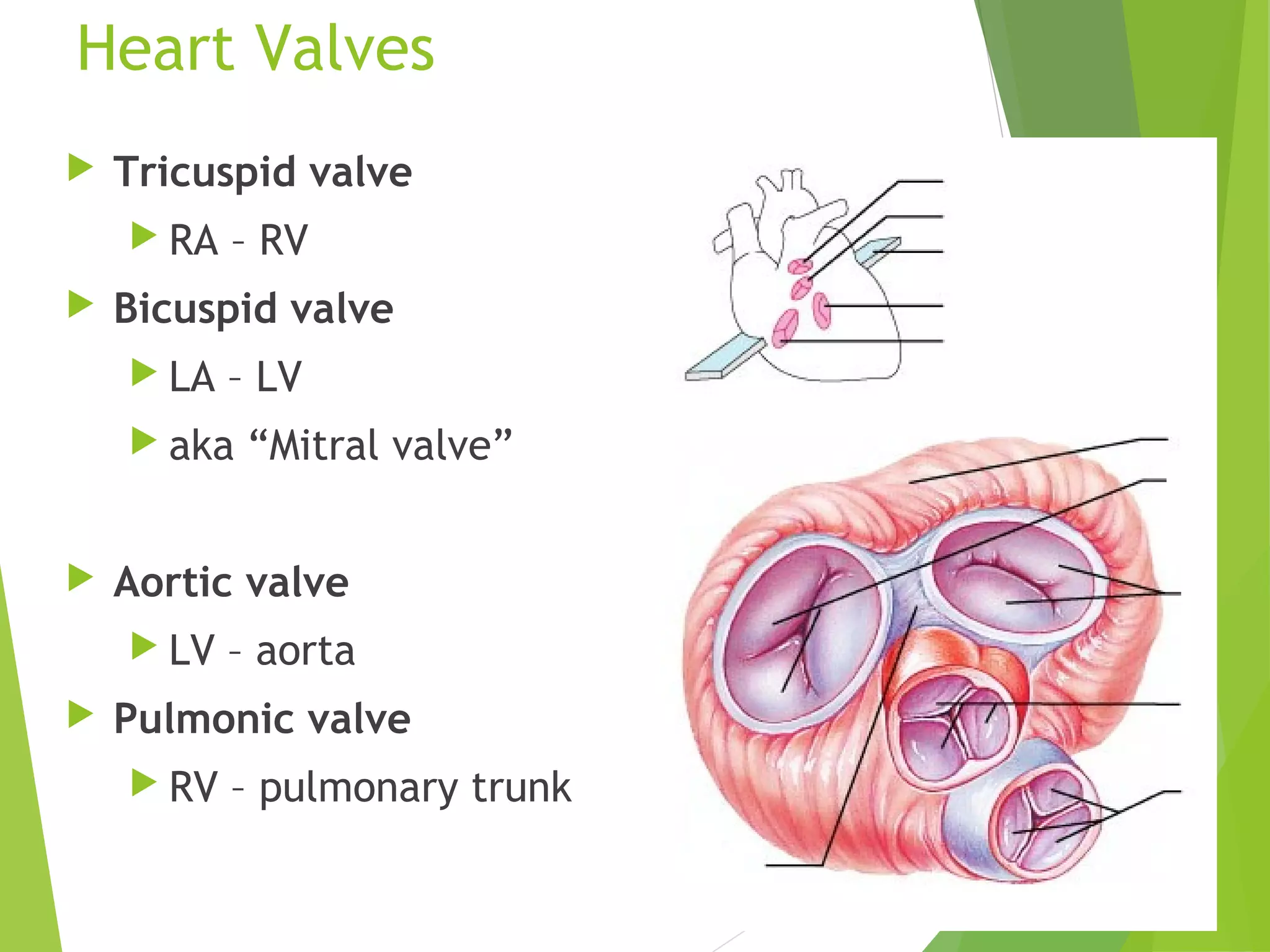 Anatomy of the heart | PPT