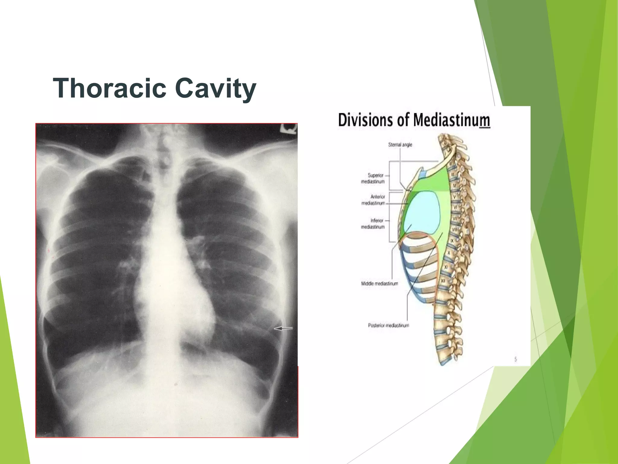 Anatomy of the heart | PPT