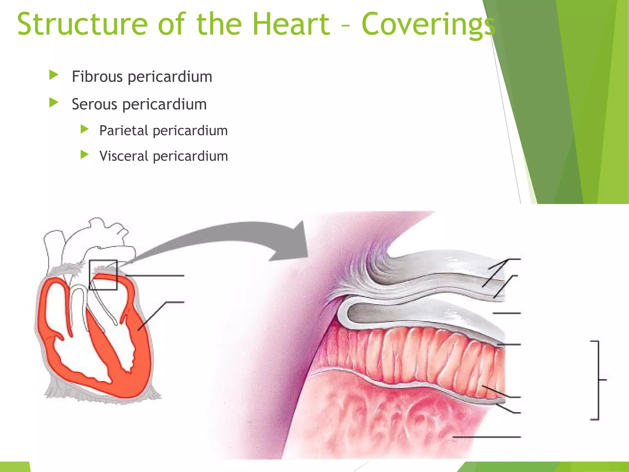 Anatomy of the heart | PPT