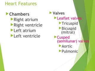 Anatomy of the heart | PPT