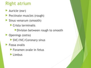 Anatomy of the heart | PPT
