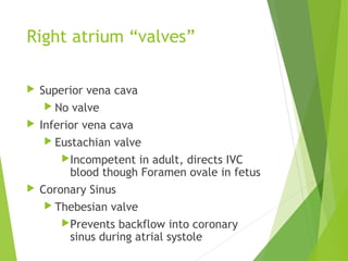 Anatomy of the heart | PPT