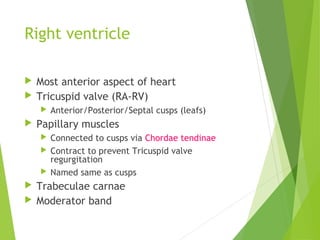 Anatomy of the heart | PPT