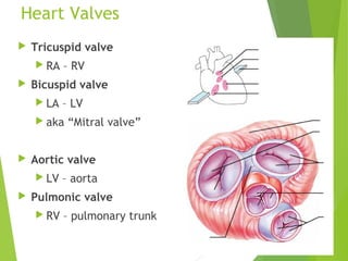 Anatomy of the heart | PPT