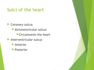 Anatomy of the heart | PPT