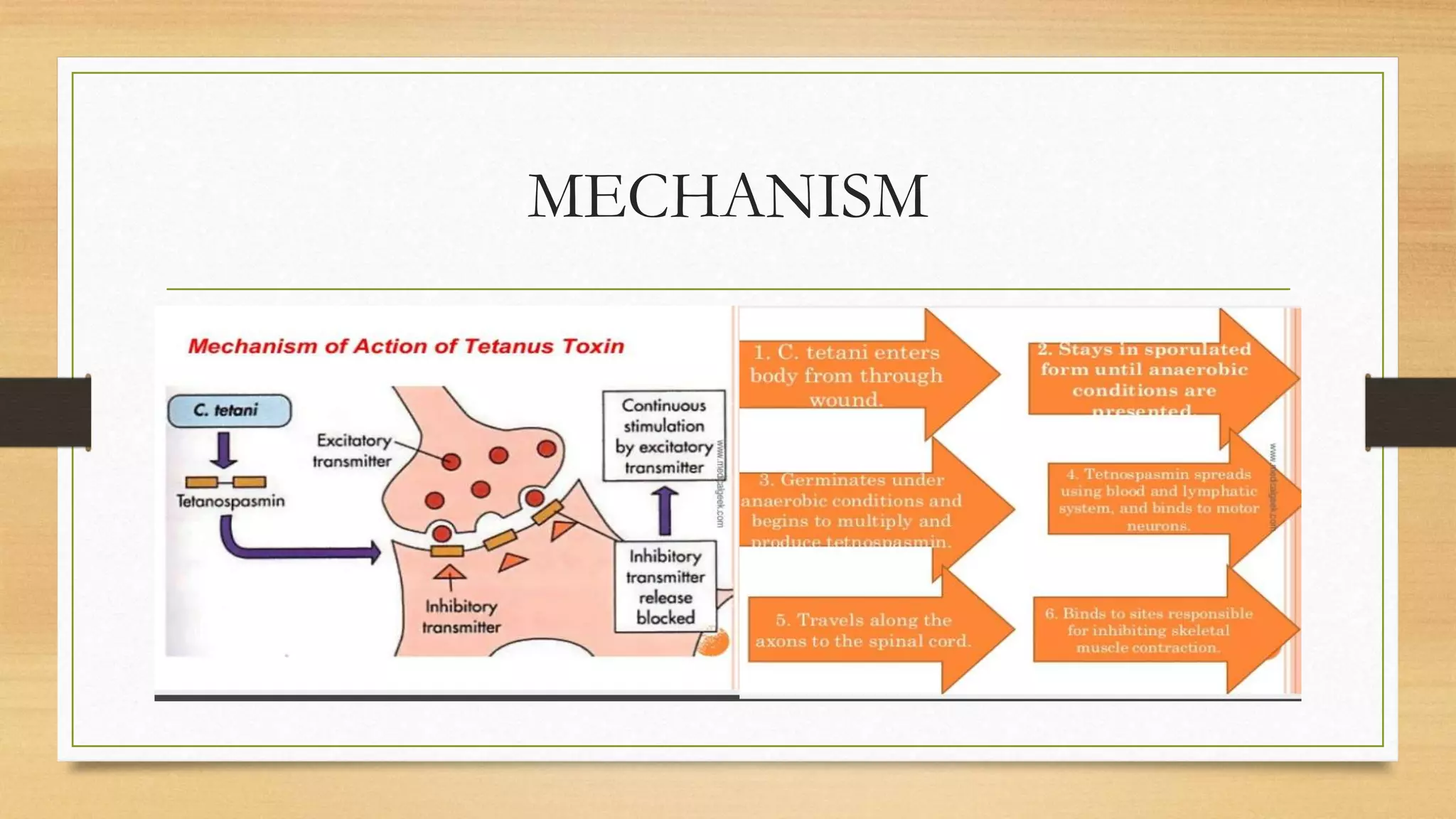 Clostridium tetani (tetanus) - causes, symptoms, diagnosis, treatment ...