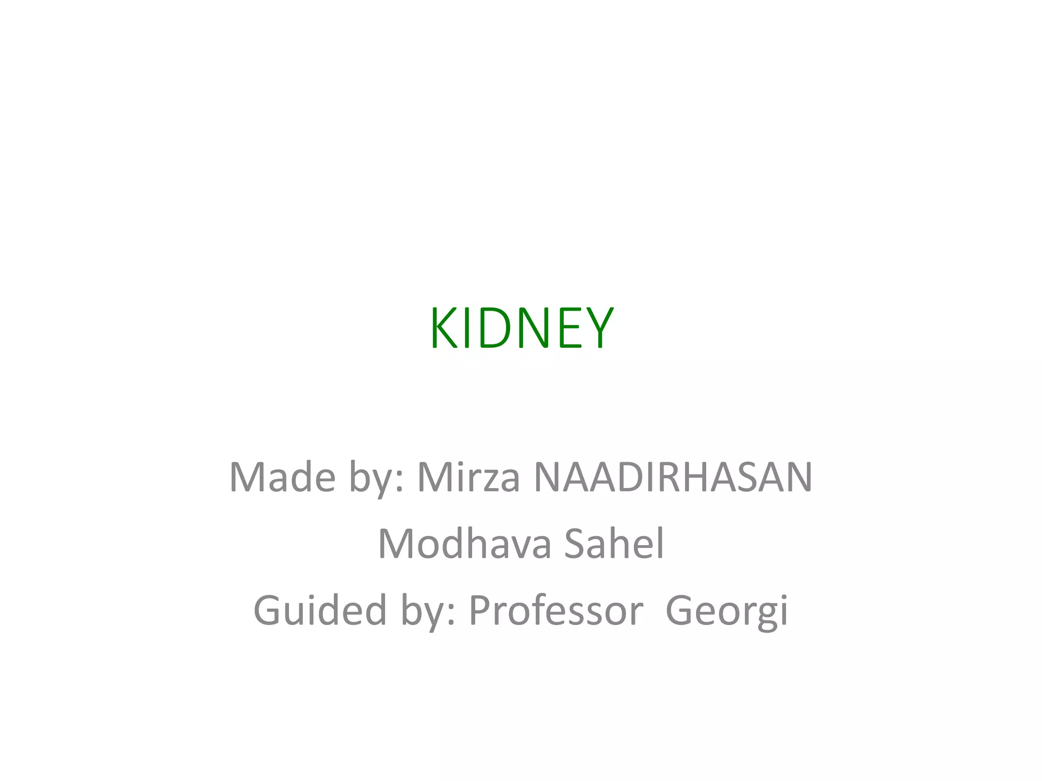 Anatomy of kidney | PPTX