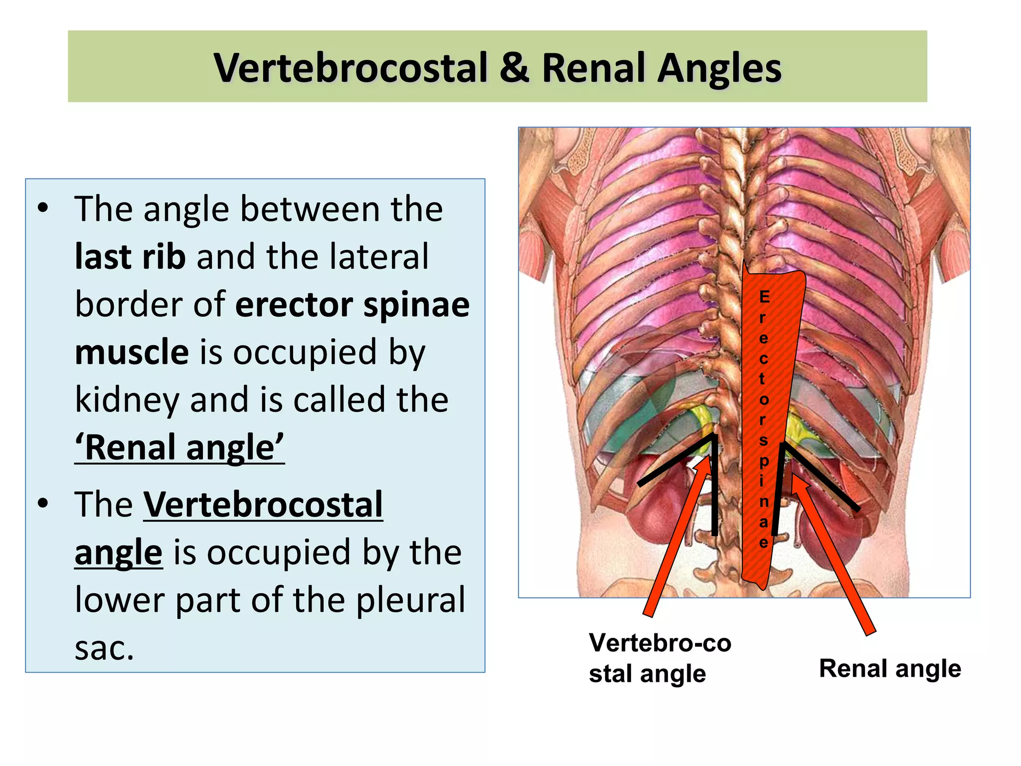 Anatomy of kidney | PPTX