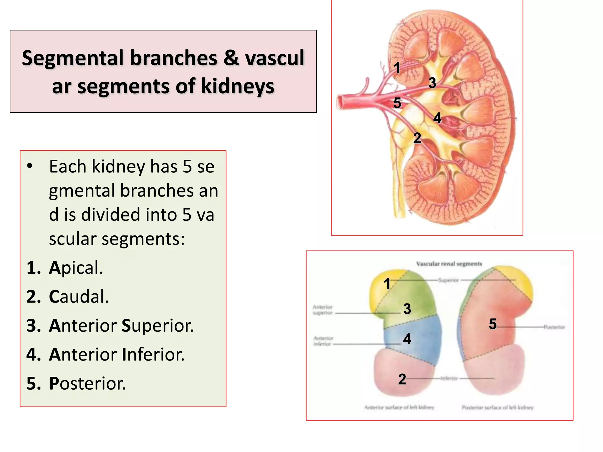 Anatomy of kidney | PPTX