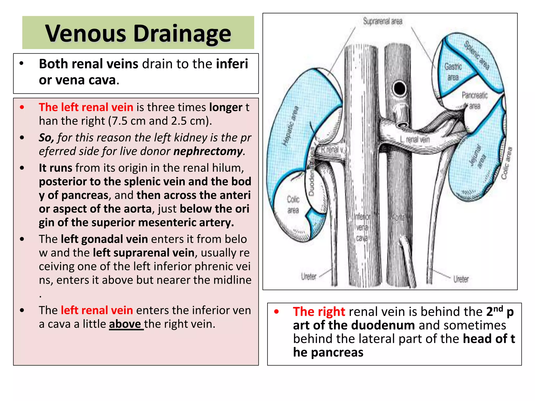 Anatomy of kidney | PPTX