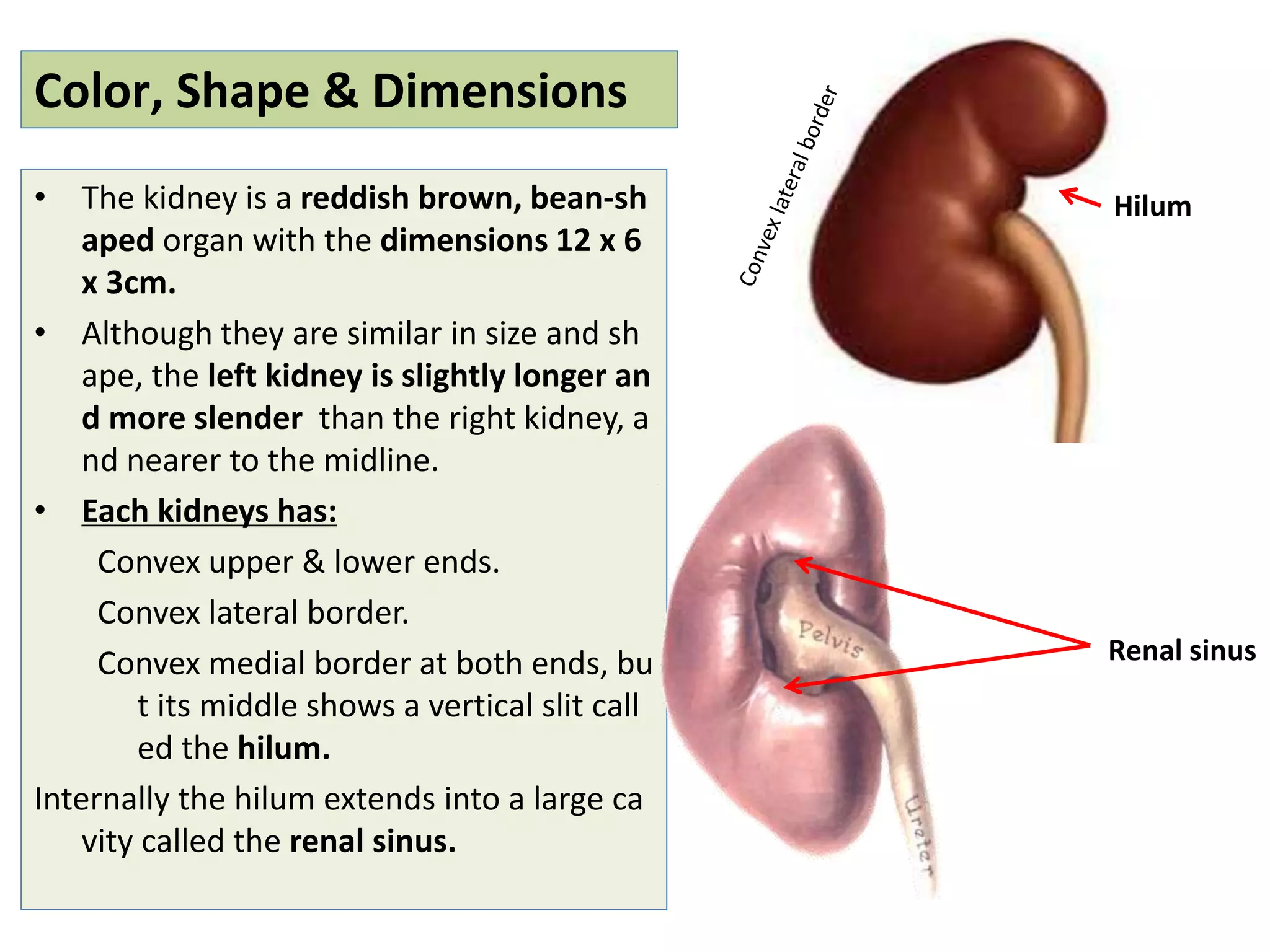 Anatomy of kidney | PPTX