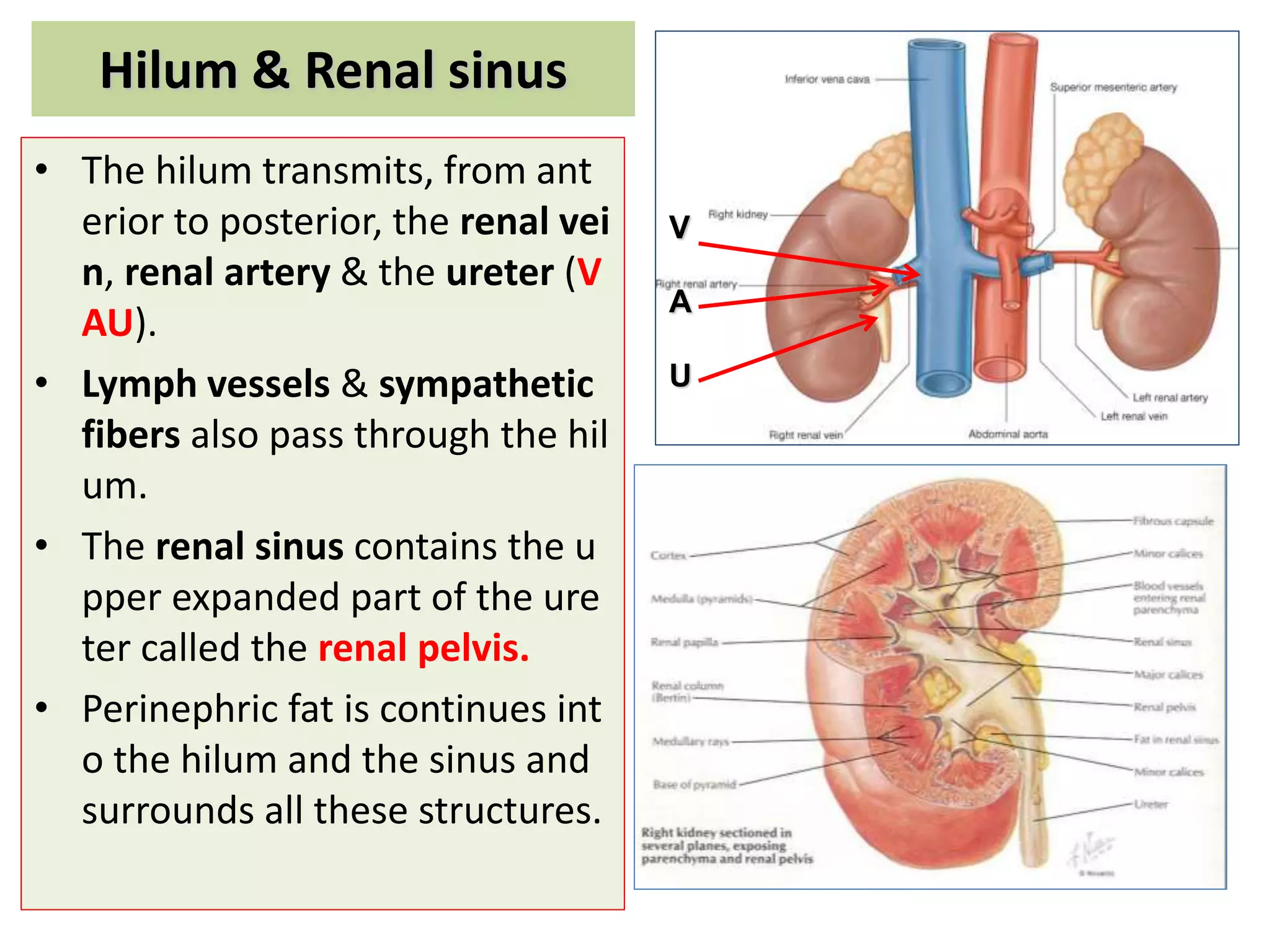 Anatomy of kidney | PPTX