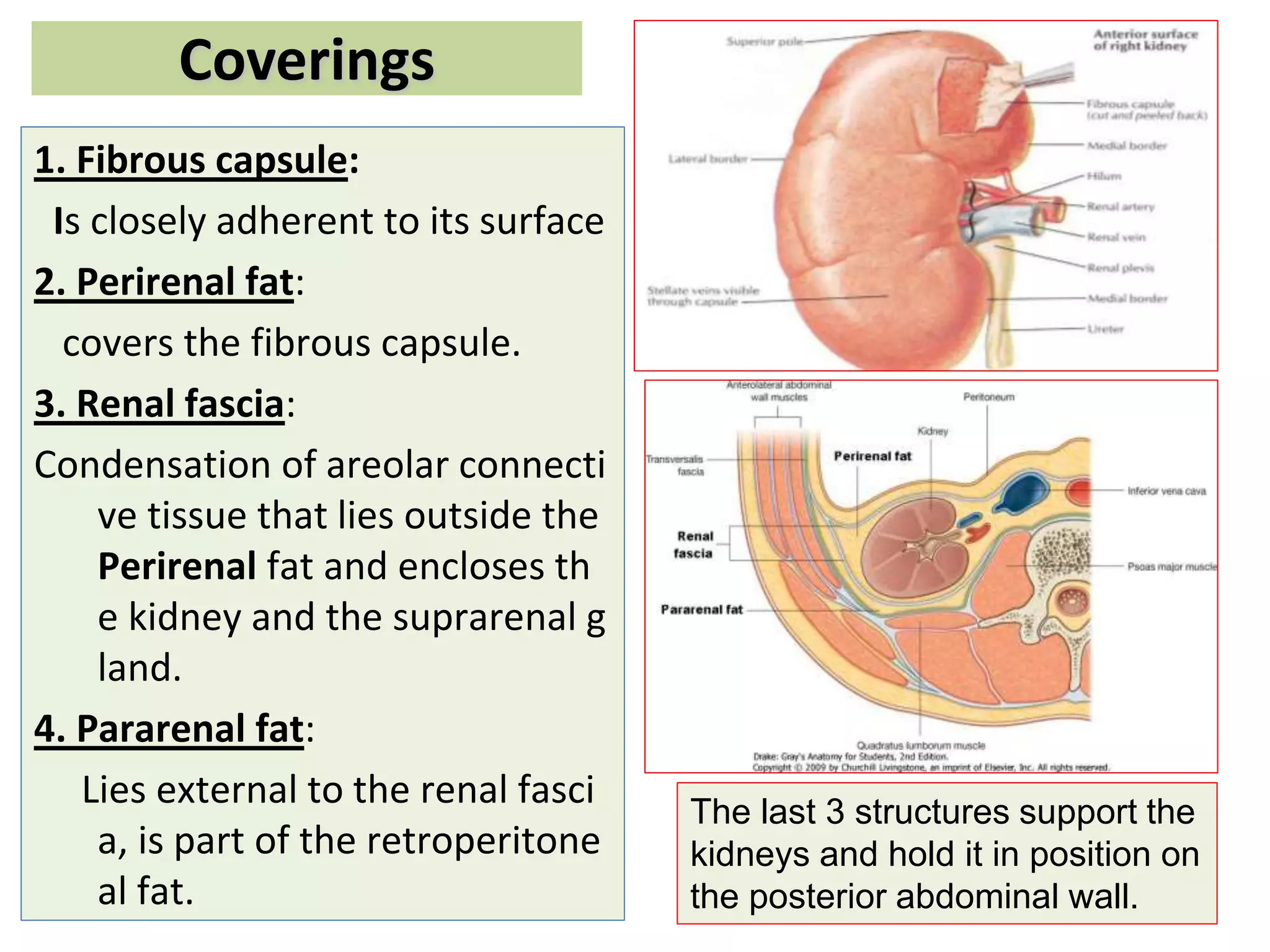 Anatomy of kidney | PPTX
