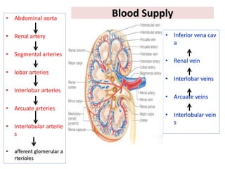 Anatomy of kidney | PPTX