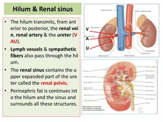 The Structure Of Kidney Hilum