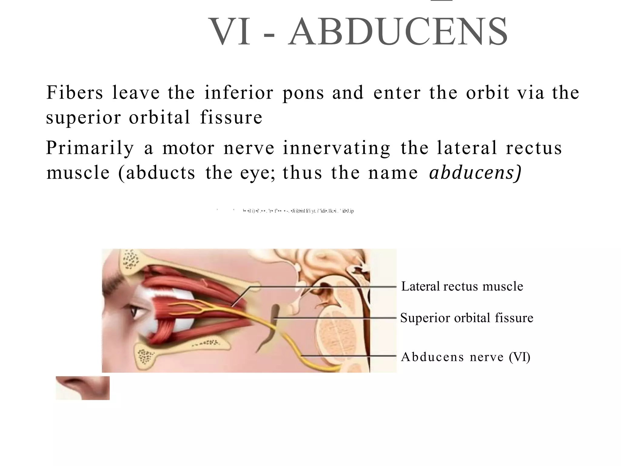 cranial nerves 1 to 6 | PPTX