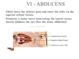 cranial nerves 1 to 6 | PPTX