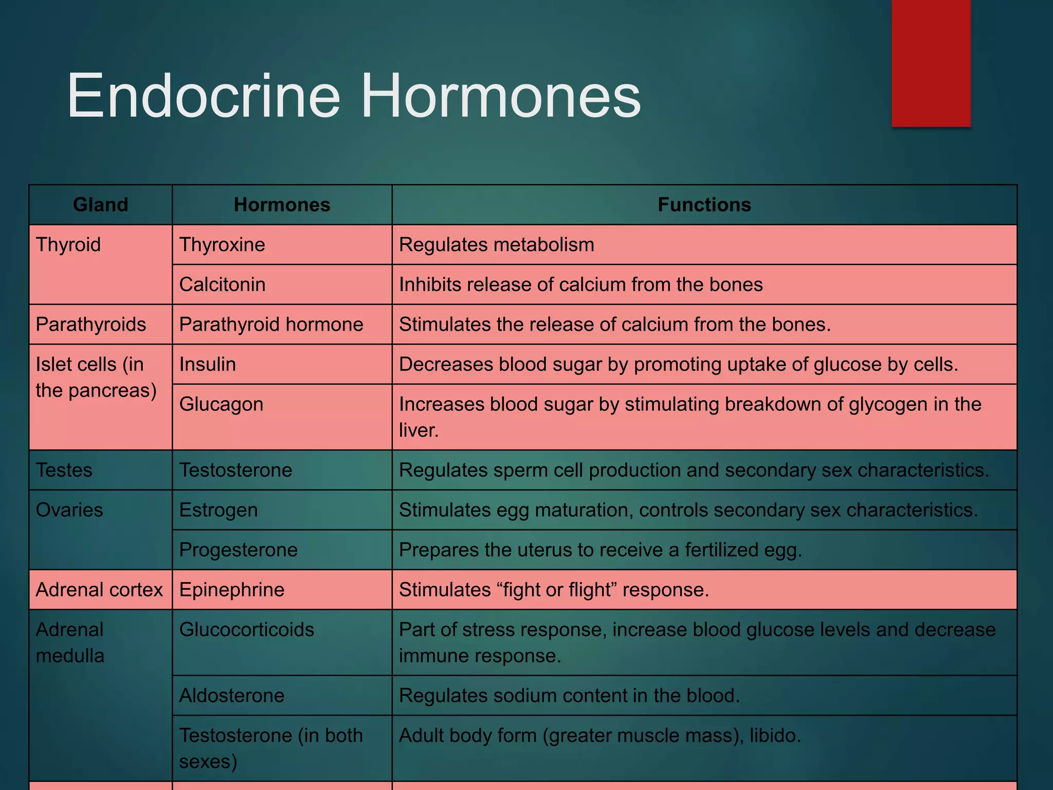 Endocrine system Physiology | PPT