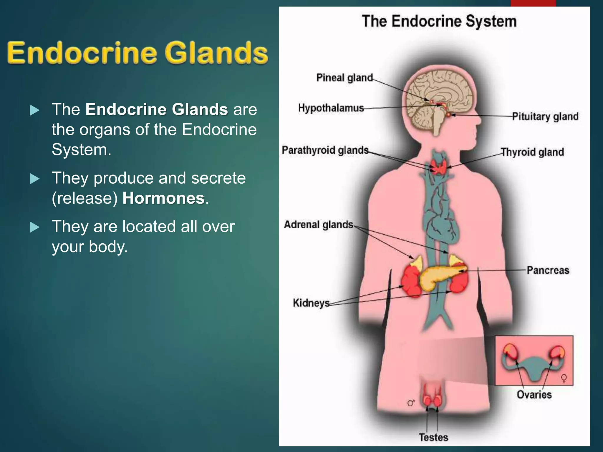 Endocrine system Physiology | PPT