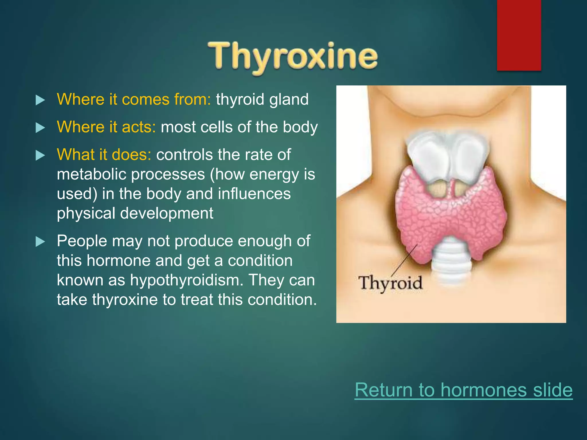 Endocrine system Physiology | PPT