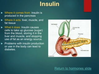 Endocrine system Physiology | PPT