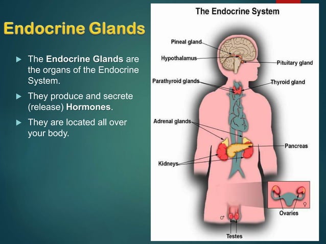 Endocrine system Physiology | PPT