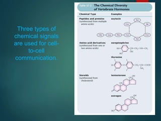 Endocrine system Physiology | PPTX