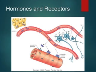 Endocrine system Physiology | PPT