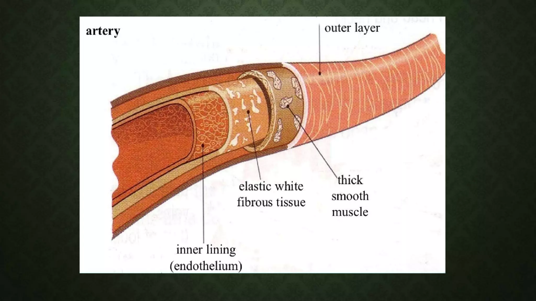 Properties of blood vessel walls medical physics | PPTX