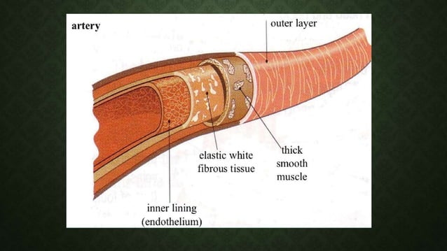 Properties of blood vessel walls medical physics | PPTX | Heart and ...