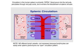 786 spleen immunity and microbiology | PPT