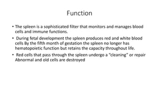 786 spleen immunity and microbiology | PPT