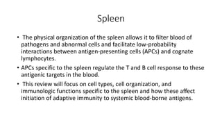 786 spleen immunity and microbiology | PPT